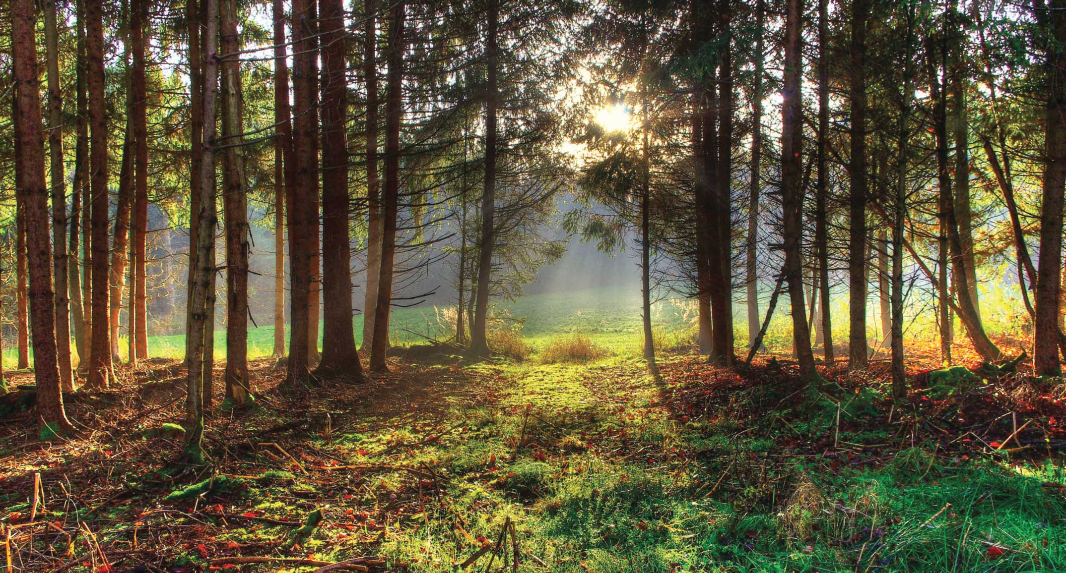 Northern Standard » Blog Archive » ROSSMORE LAND UP FOR SALE